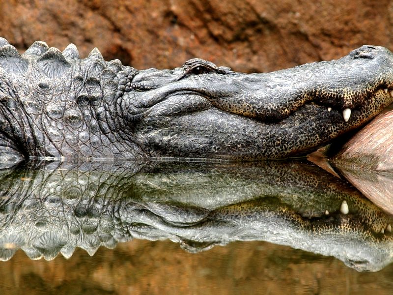 Alligator Reflection | Smithsonian Photo Contest | Smithsonian Magazine