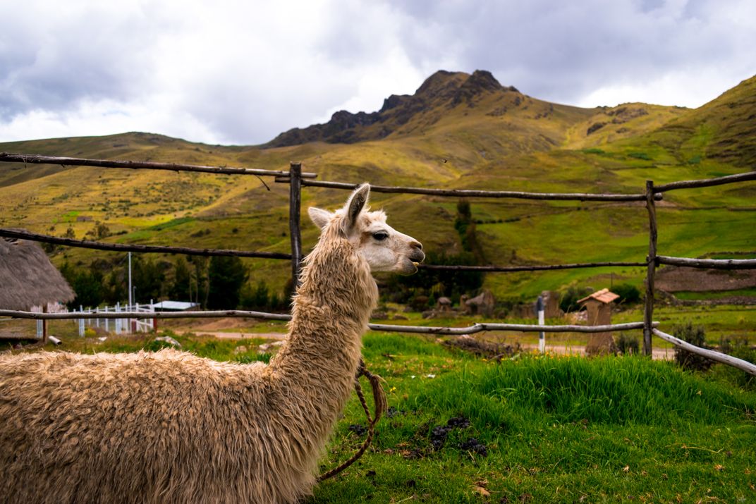A lama looking over the potato fields in Peri | Smithsonian Photo ...