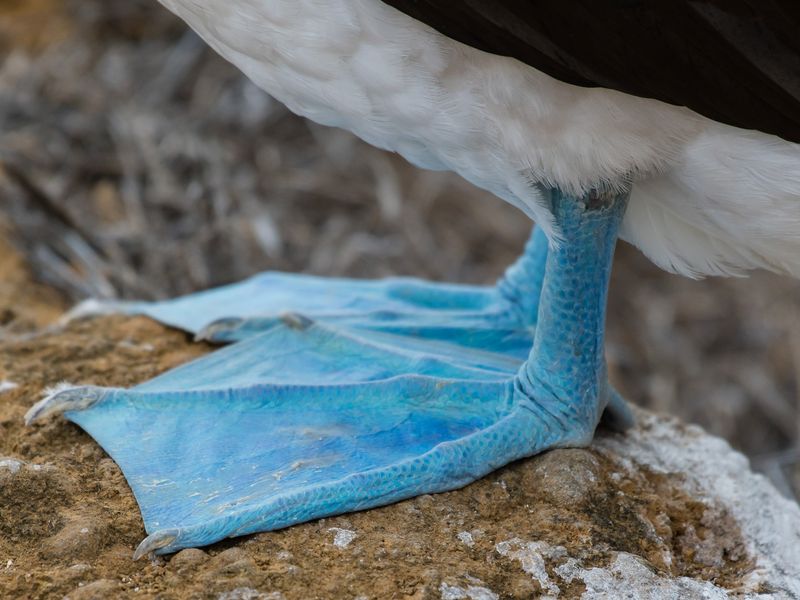 Blue-footed booby in the Galapagos Islands | Smithsonian Photo Contest ...