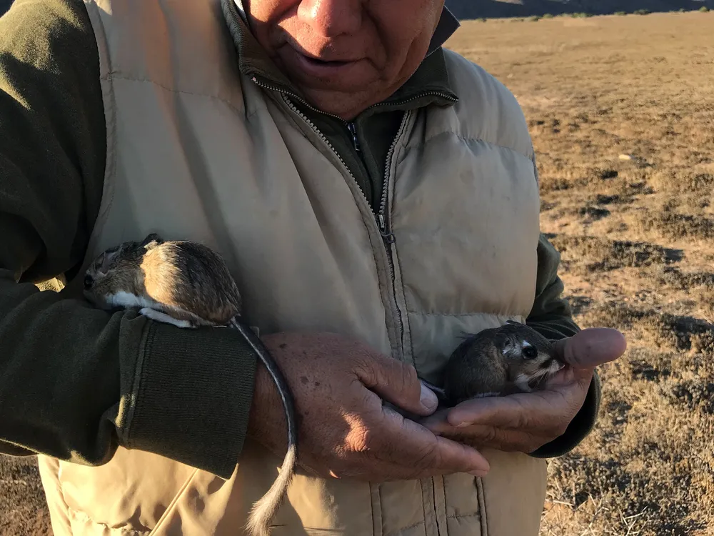 kangaroo rat killer