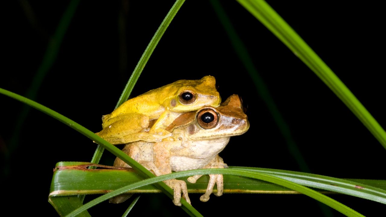 green tree frog mating call