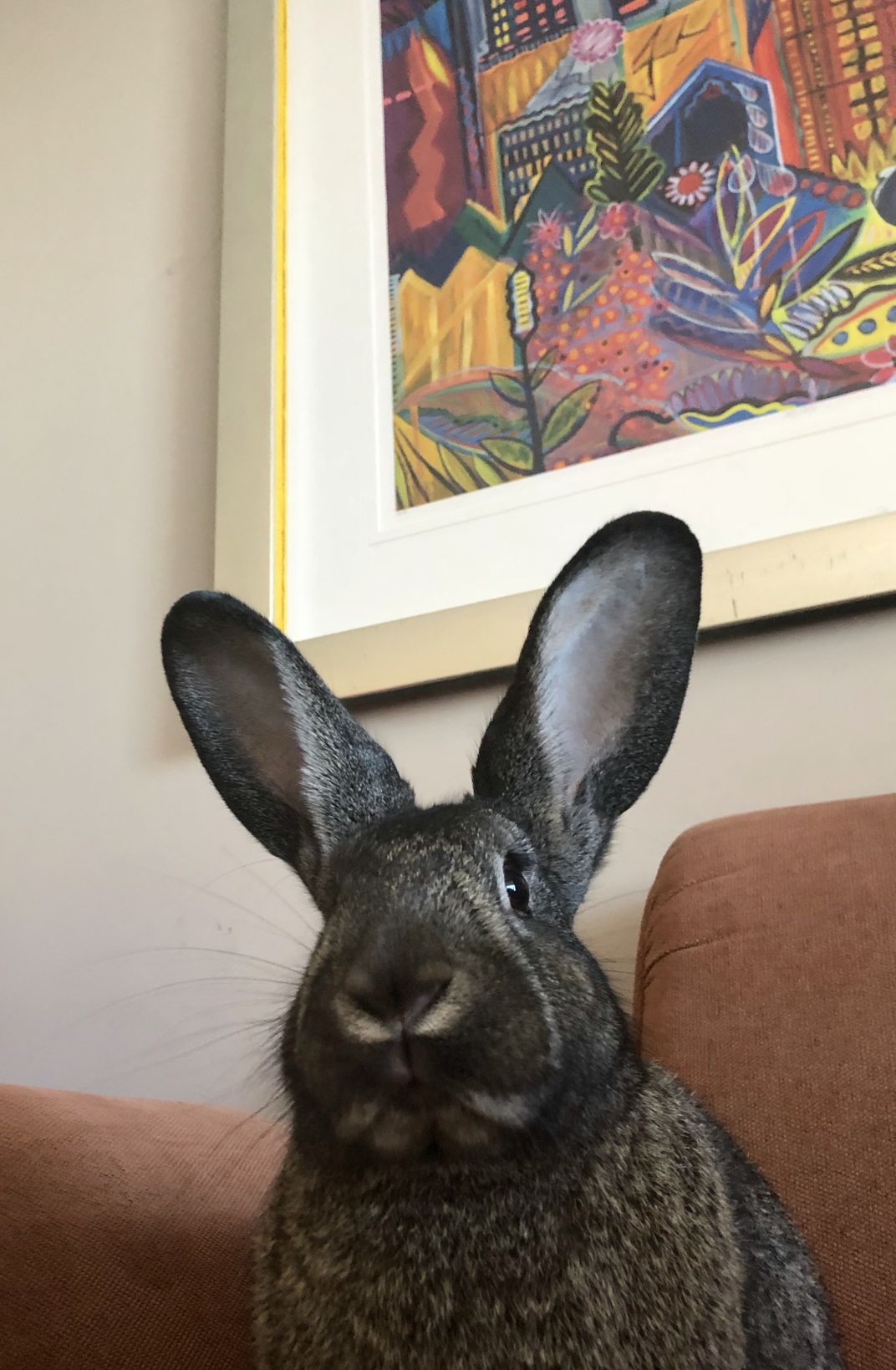 A rabbit who rules his world. | Smithsonian Photo Contest | Smithsonian ...