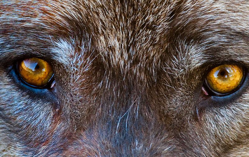 Wolfen eyes | Smithsonian Photo Contest | Smithsonian Magazine