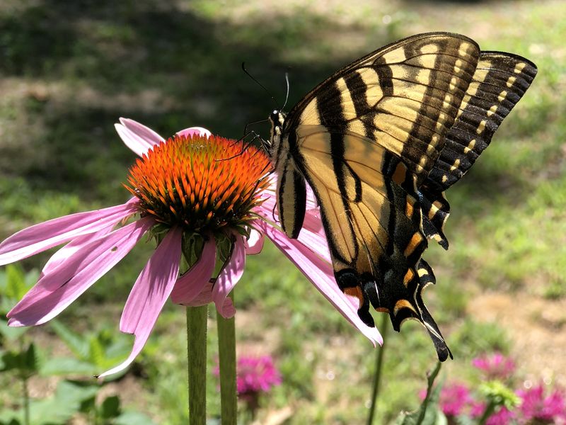 Butterfly landing on a flower | Smithsonian Photo Contest | Smithsonian ...
