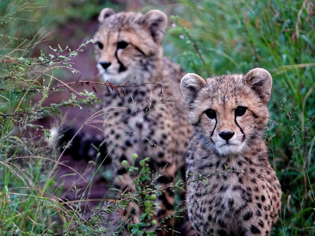 Cheetah cubs looking for mom | Smithsonian Photo Contest | Smithsonian ...