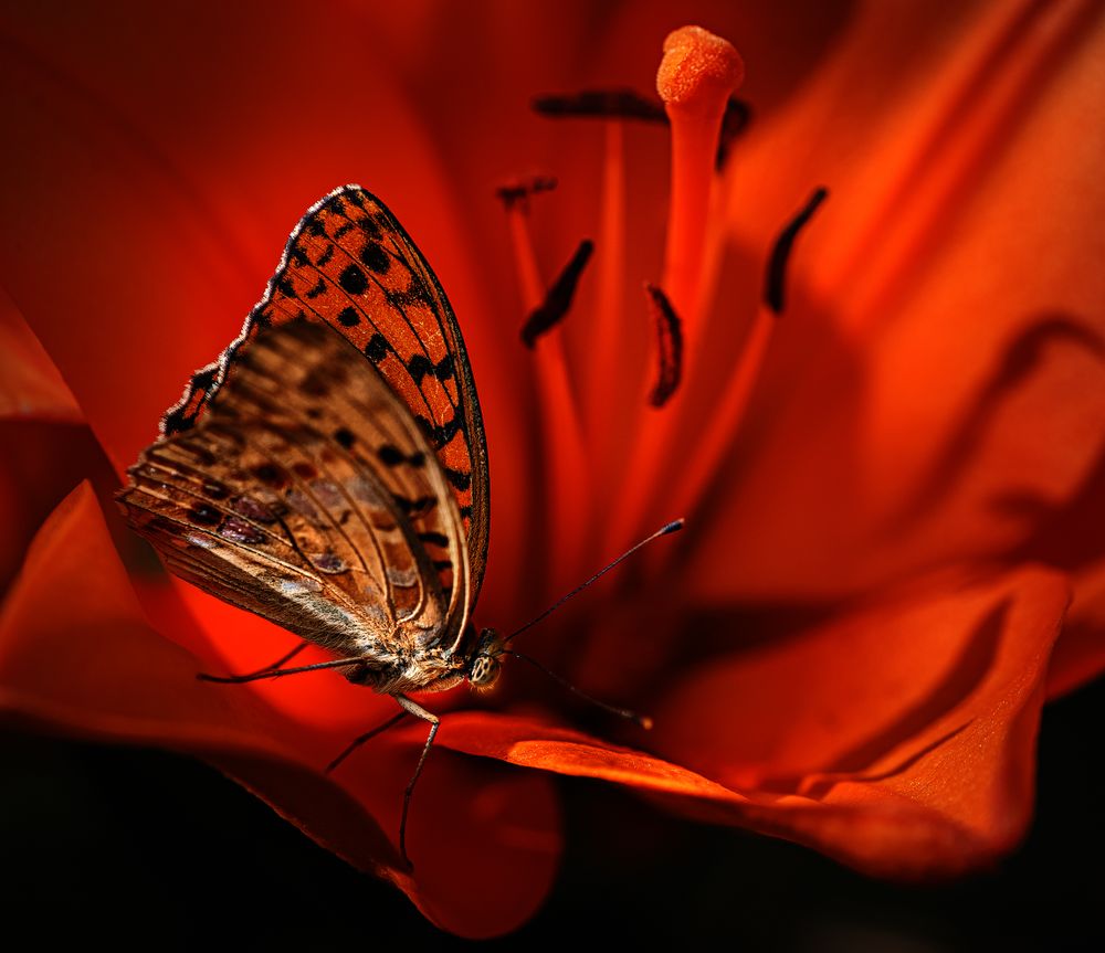 Smithsonian Magazine Daily Newsletter