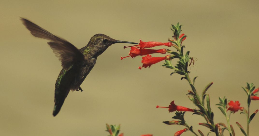 Summer Hummer | Smithsonian Photo Contest | Smithsonian Magazine