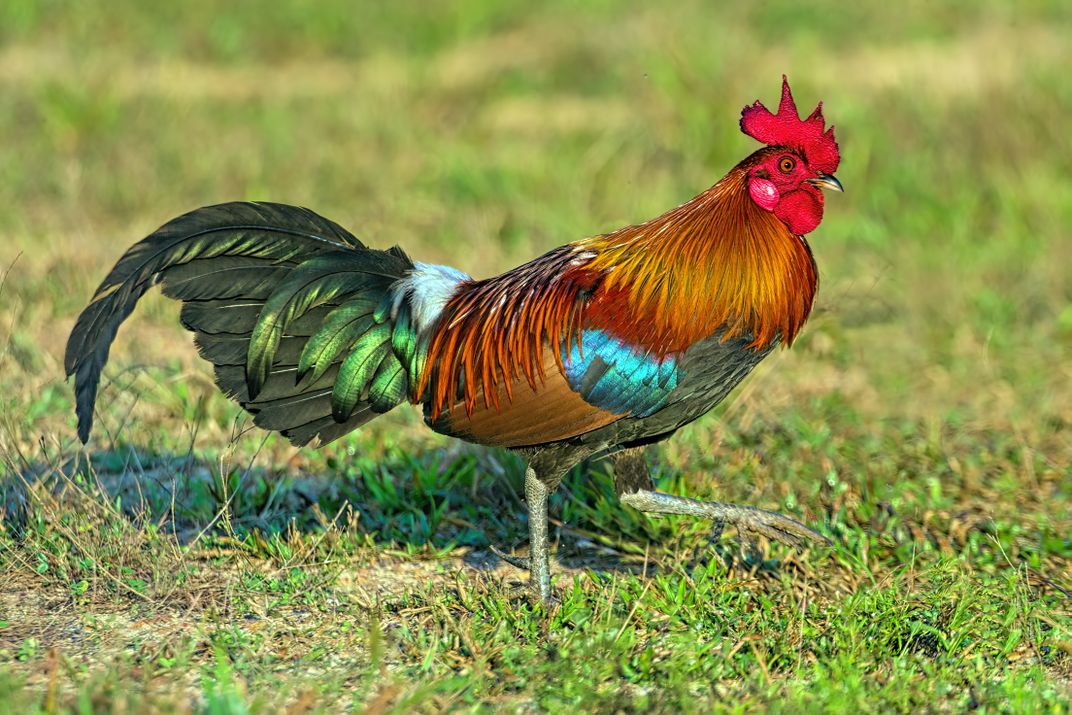 Red Jungle Fowl | Smithsonian Photo Contest | Smithsonian Magazine