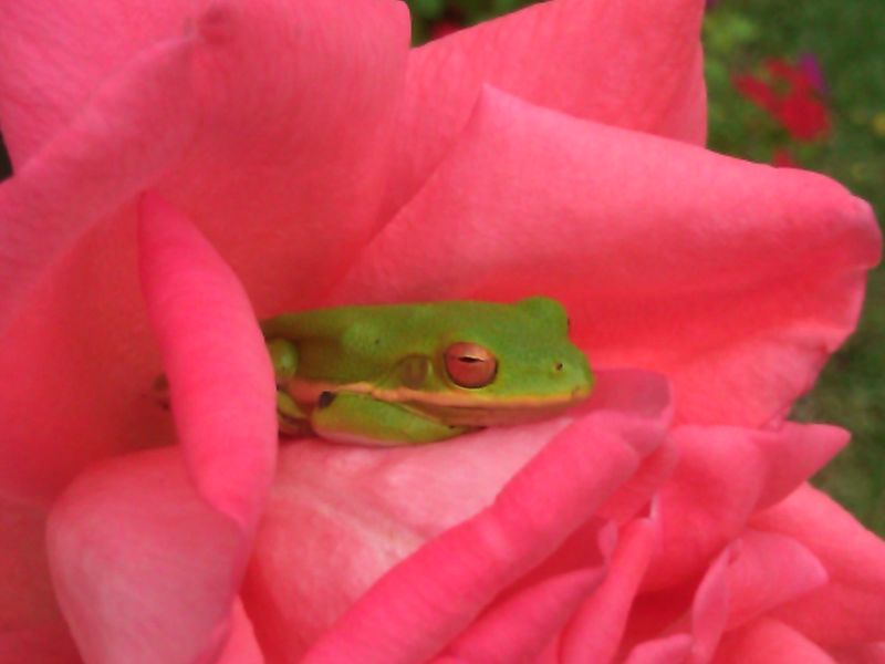 Tree frog enjoying nap in middle of rose flower. | Smithsonian Photo ...