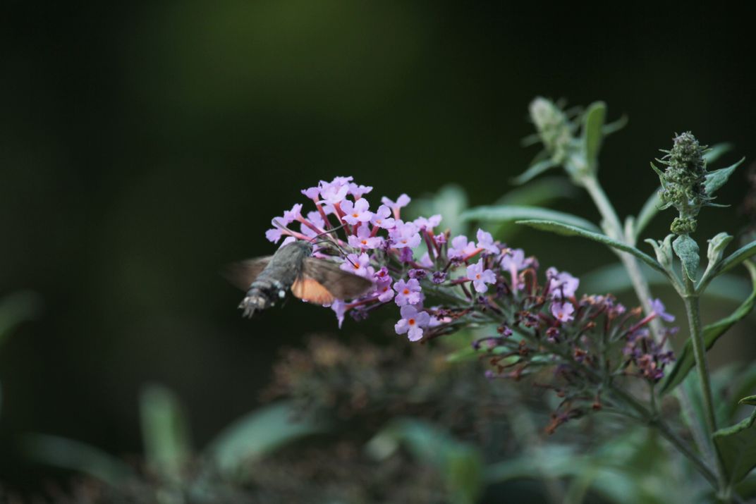 A hummingbird gathering pollen | Smithsonian Photo Contest ...