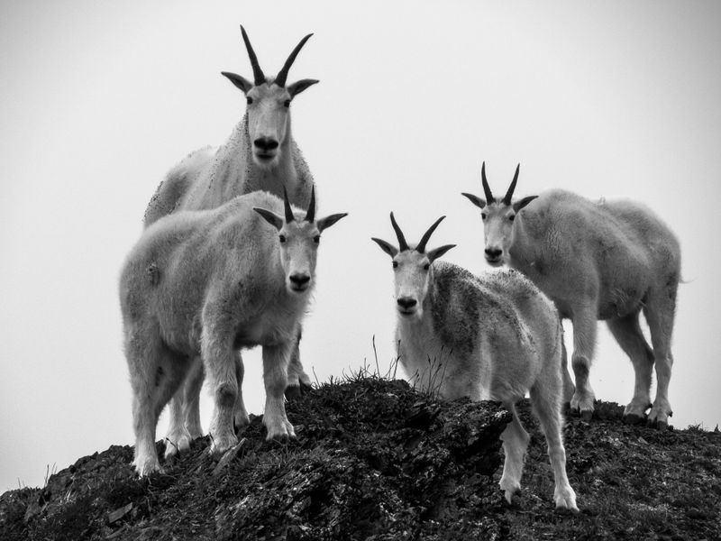 Curious Goats | Smithsonian Photo Contest | Smithsonian Magazine
