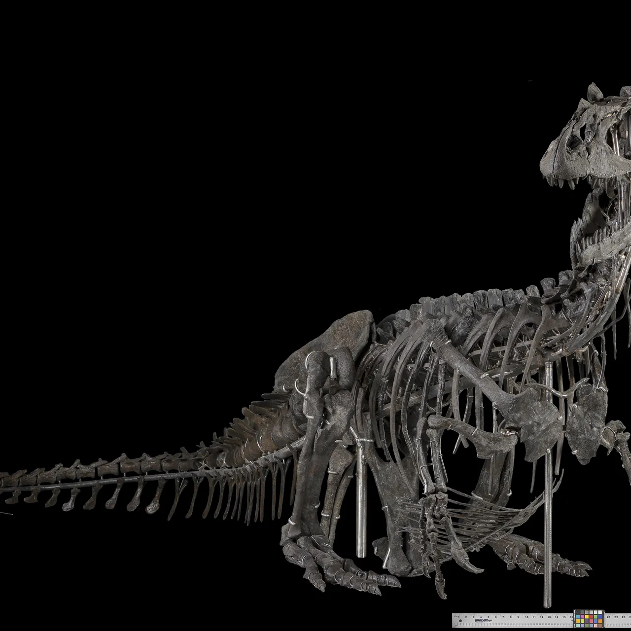 allosaurus skeleton side view