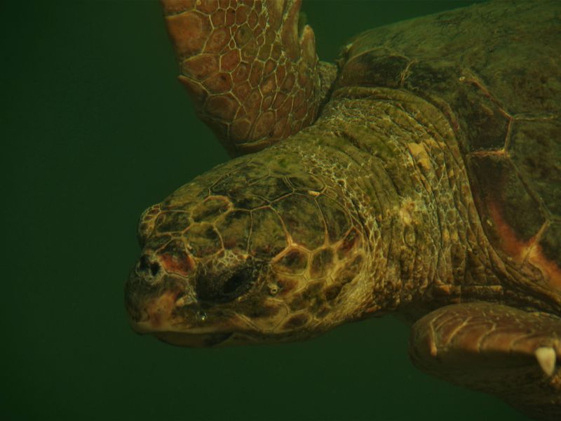 Loggerhead | Smithsonian Photo Contest | Smithsonian Magazine