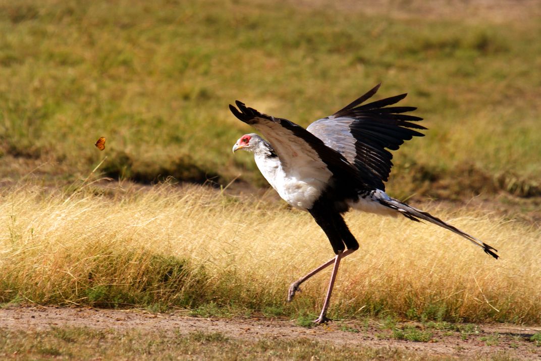 This Secretary Bird was Prancing along behind a Butterfly almost like ...