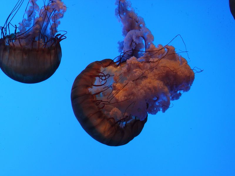 Jellyfish floating freely. | Smithsonian Photo Contest | Smithsonian ...