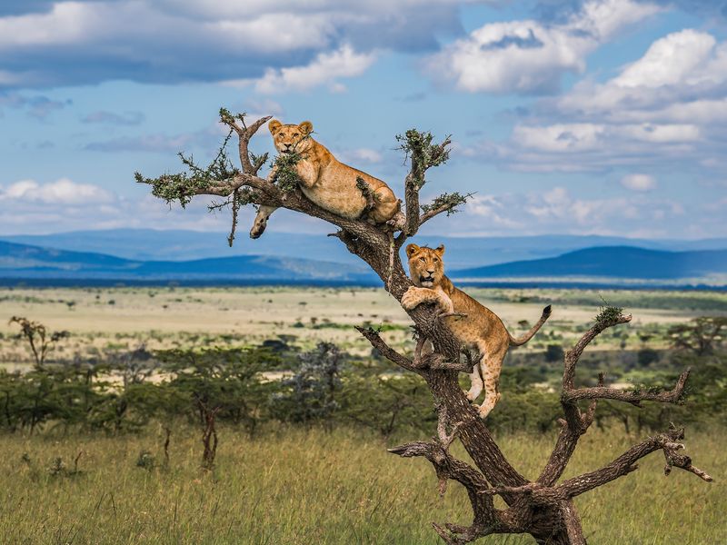 Lion on The Tree | Smithsonian Photo Contest | Smithsonian Magazine