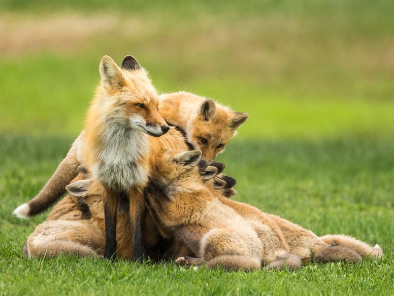 Feeding Time for the Foxes | Smithsonian Photo Contest | Smithsonian ...