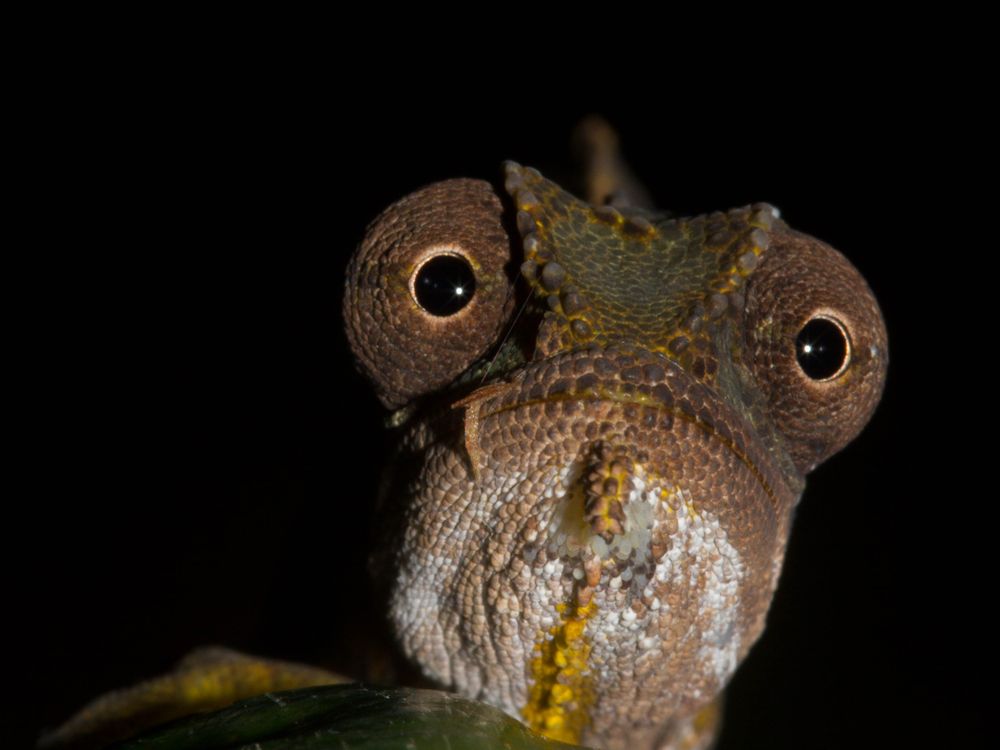 The Seychelles Tiger Chameleon peers from behind a leaf | Smithsonian ...