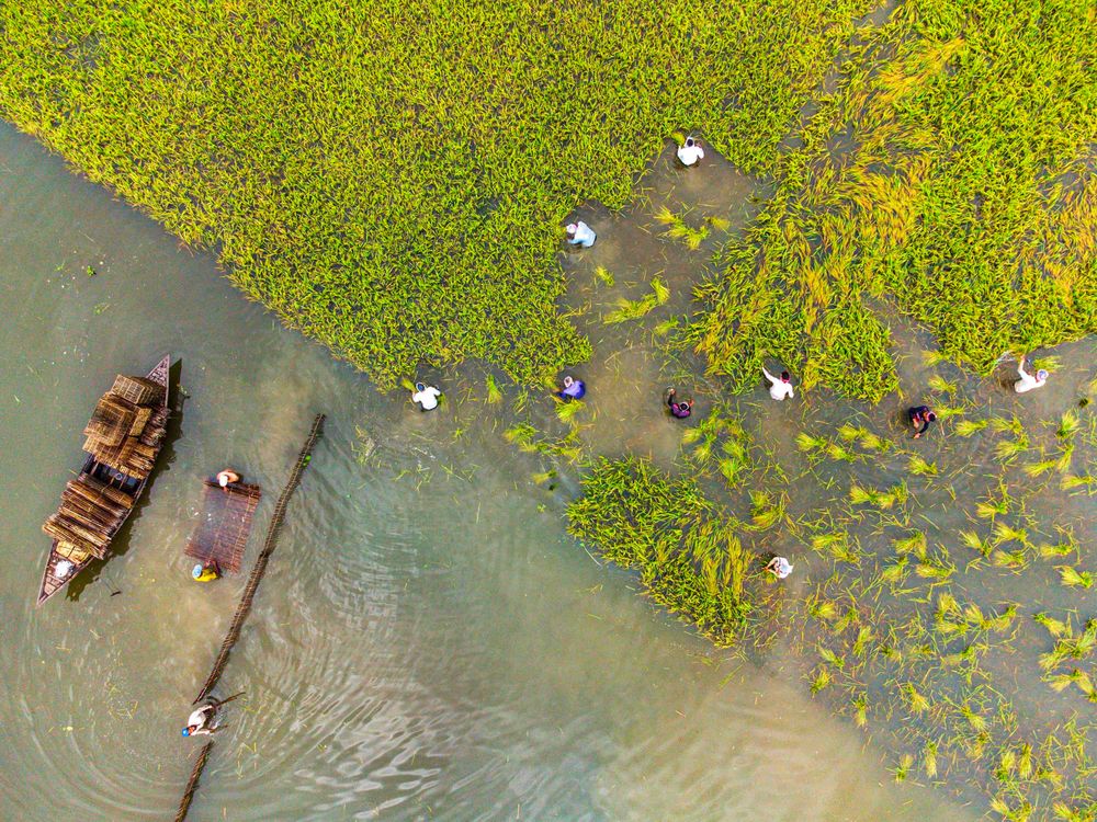 Farmers harvesting premature paddy from the submerged fields ...