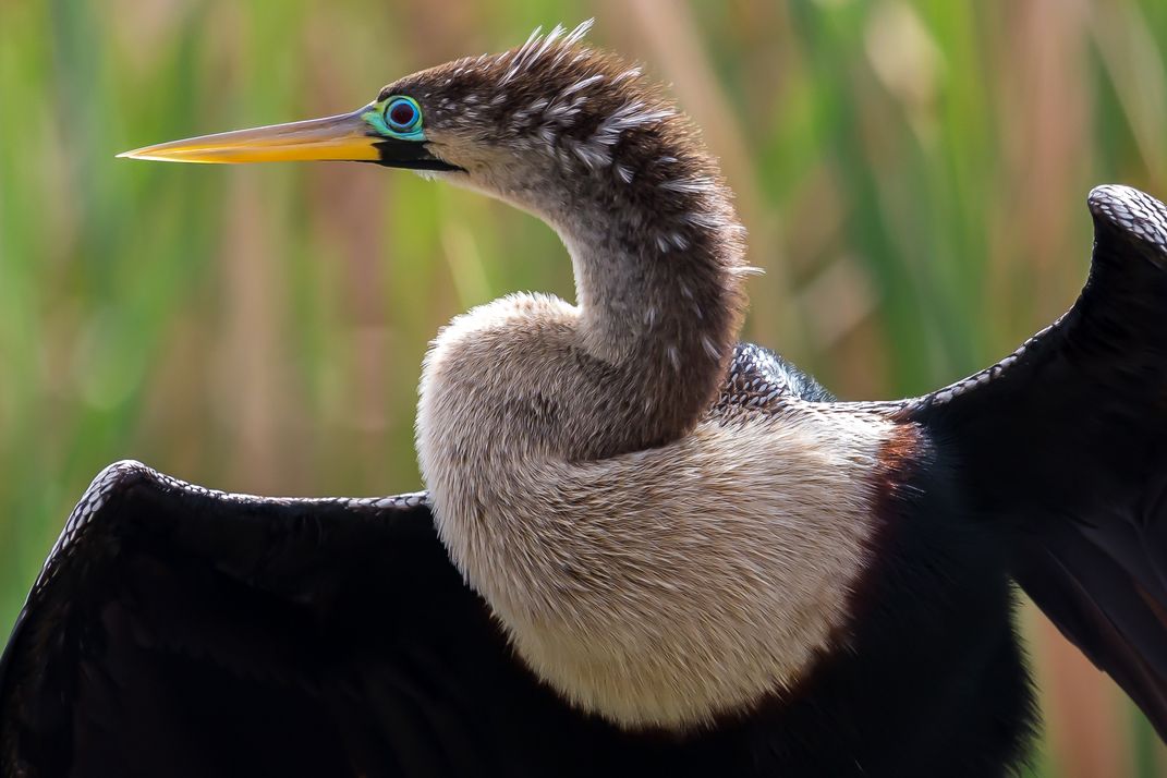 Snakebird | Smithsonian Photo Contest | Smithsonian Magazine