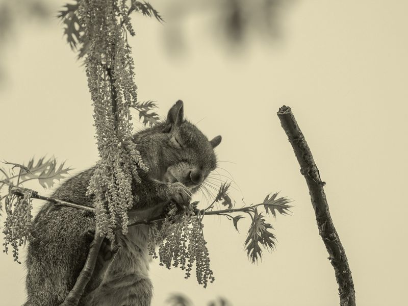 A squirrel praying for you. | Smithsonian Photo Contest | Smithsonian ...