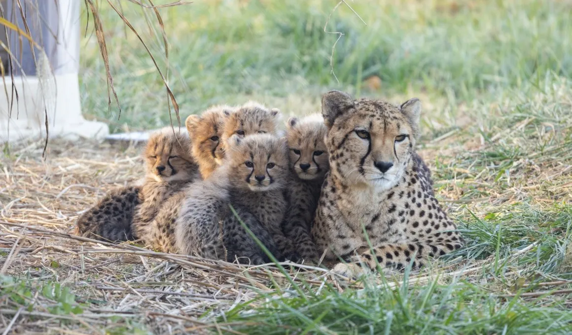 National Zoo and Conservation Biology Institute Blog | Smithsonian Magazine