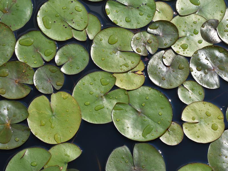 Lilly Pads | Smithsonian Photo Contest | Smithsonian Magazine