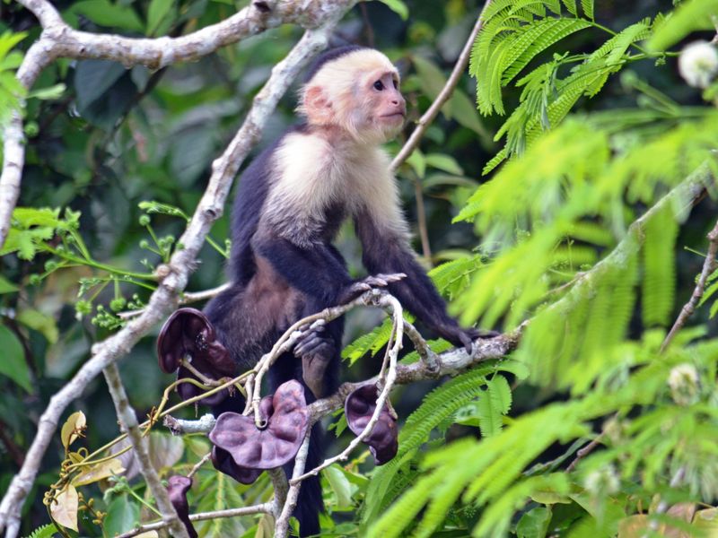 White Throated Capuchin monkey | Smithsonian Photo Contest ...