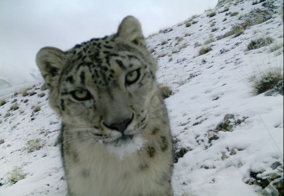 amazing snow leopard