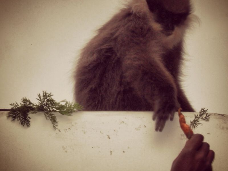 A furry monkey accepts a carrot.. | Smithsonian Photo Contest ...