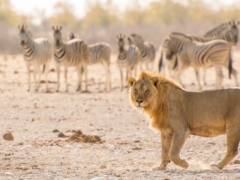 Prey Watching Predator | Smithsonian Photo Contest | Smithsonian Magazine