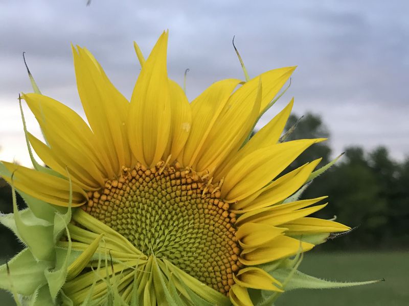 The shy sunflower caught winking in mid-bloom. | Smithsonian Photo ...