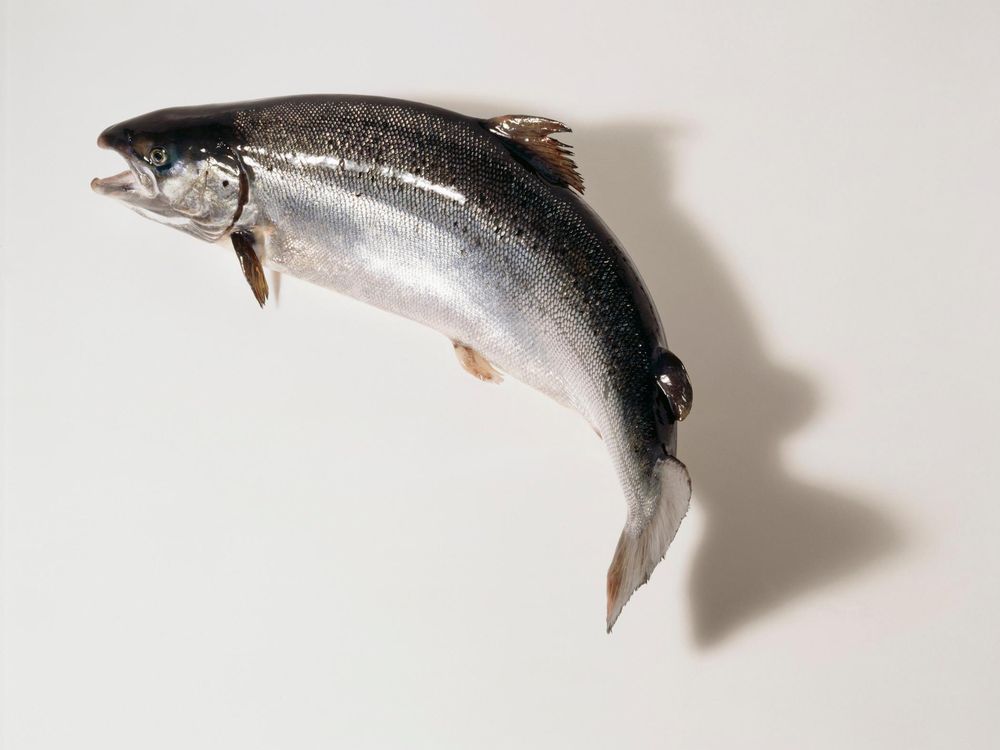 Five Things to Know About the Genetically Engineered Salmon Approved by ...