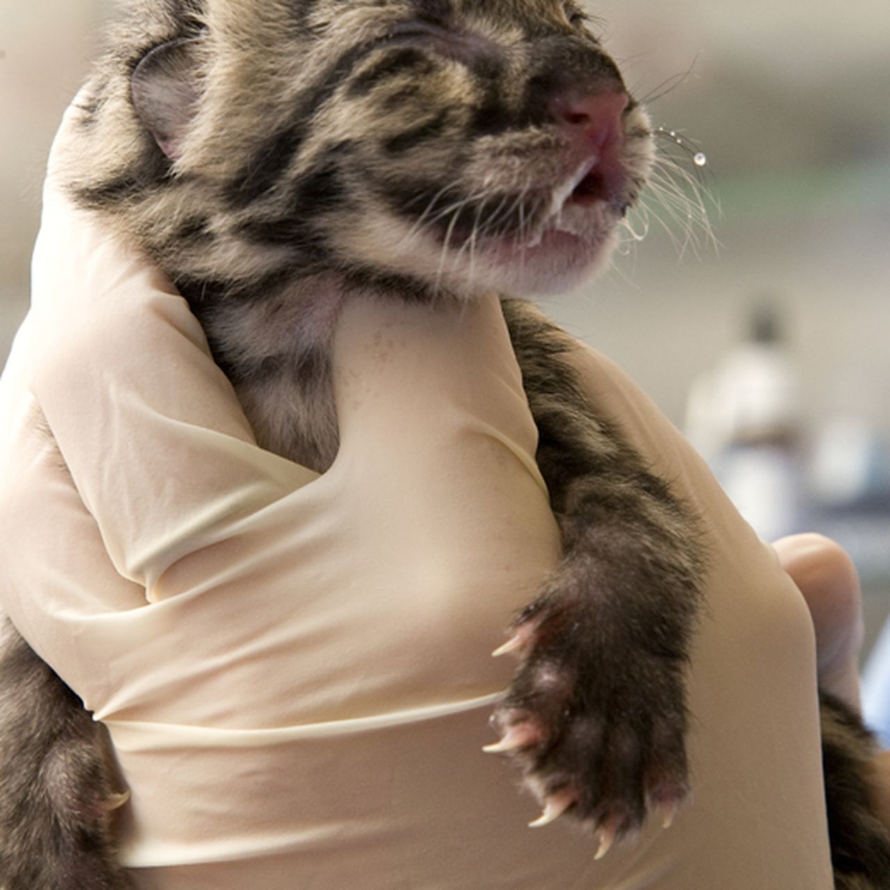 Pet Clouded Leopard Clouded Leopard Cubs Show Mad Skills ZooBorns