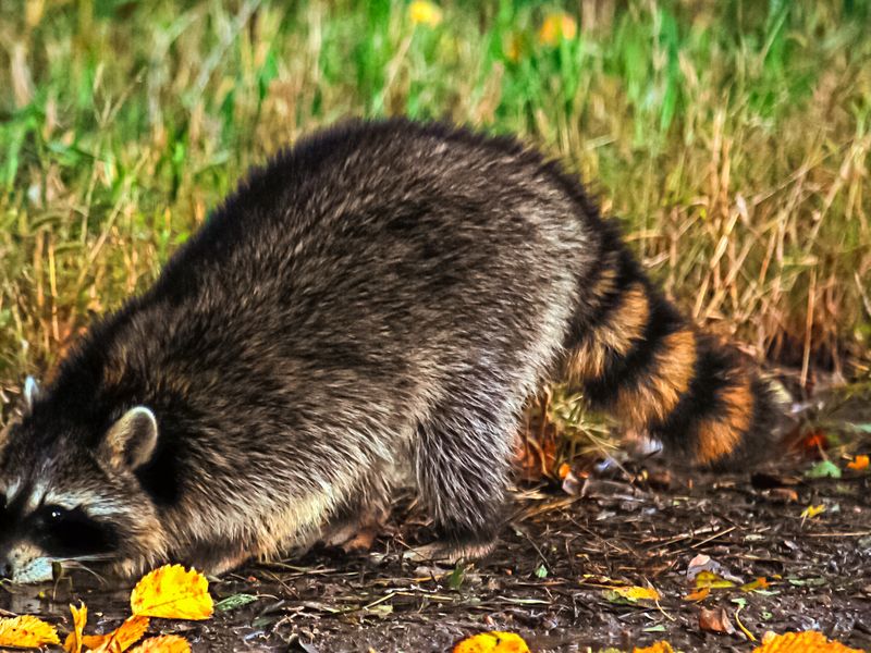 Raccoon drinking water | Smithsonian Photo Contest | Smithsonian Magazine