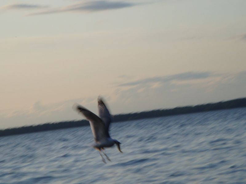 bird catching a fish | Smithsonian Photo Contest | Smithsonian Magazine