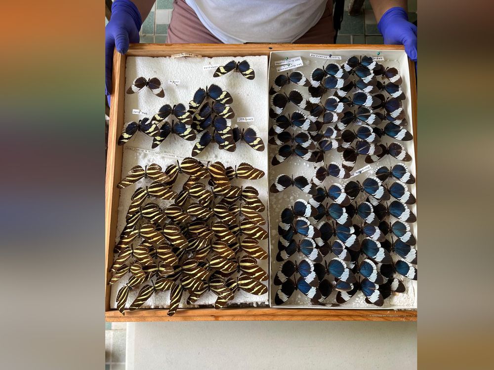 A Lifelong Passion for Tropical Insects Leads to Generous Support ...