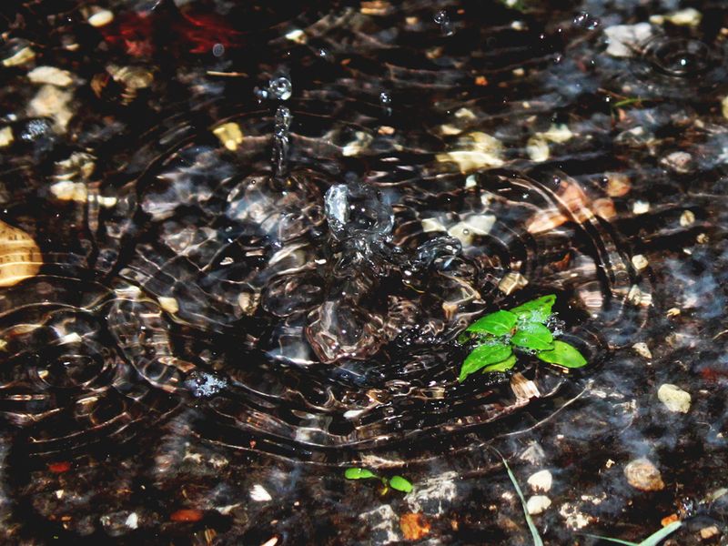 Rain drops splashing in puddle of water. | Smithsonian Photo Contest ...
