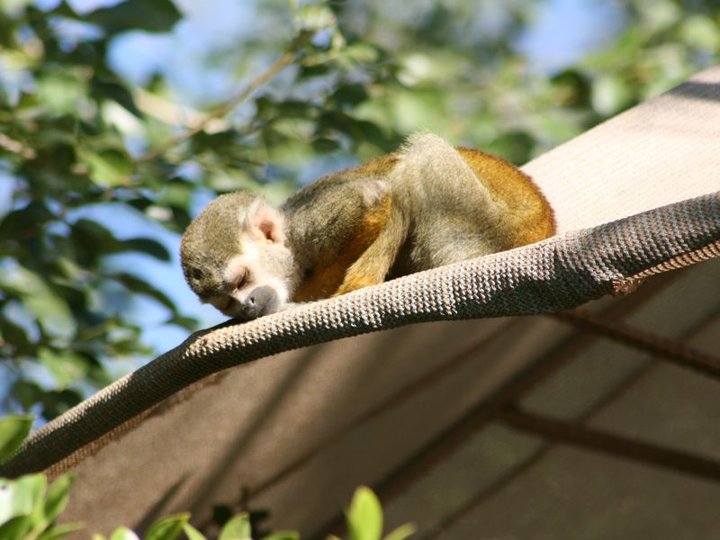 Sleepy monkey | Smithsonian Photo Contest | Smithsonian Magazine