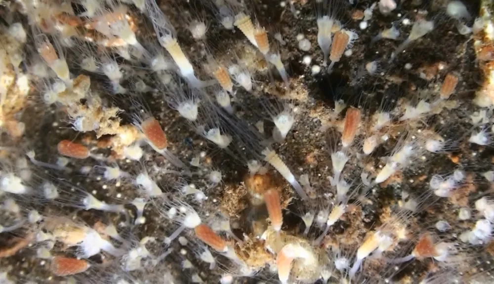 Big Moon Jelly Blooms Tied to New Dock Construction