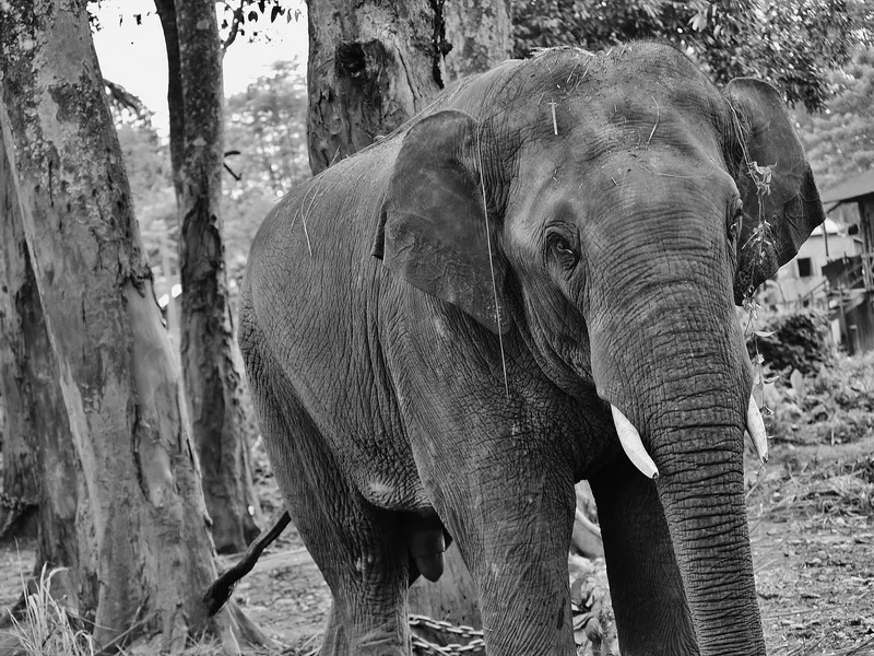 Pachyderm | Smithsonian Photo Contest | Smithsonian Magazine