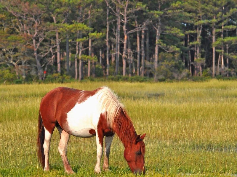 Glimpse of one of the Chincoteague, VA wild ponies in all his natural ...