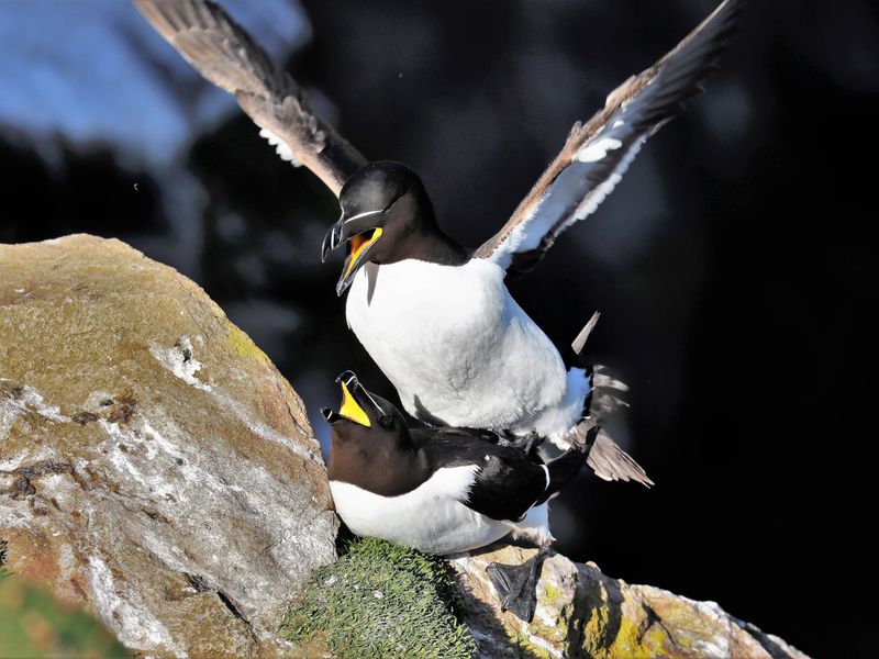 Pair of Razor bill birds in mating ritual. Photo taken on a trip to the ...