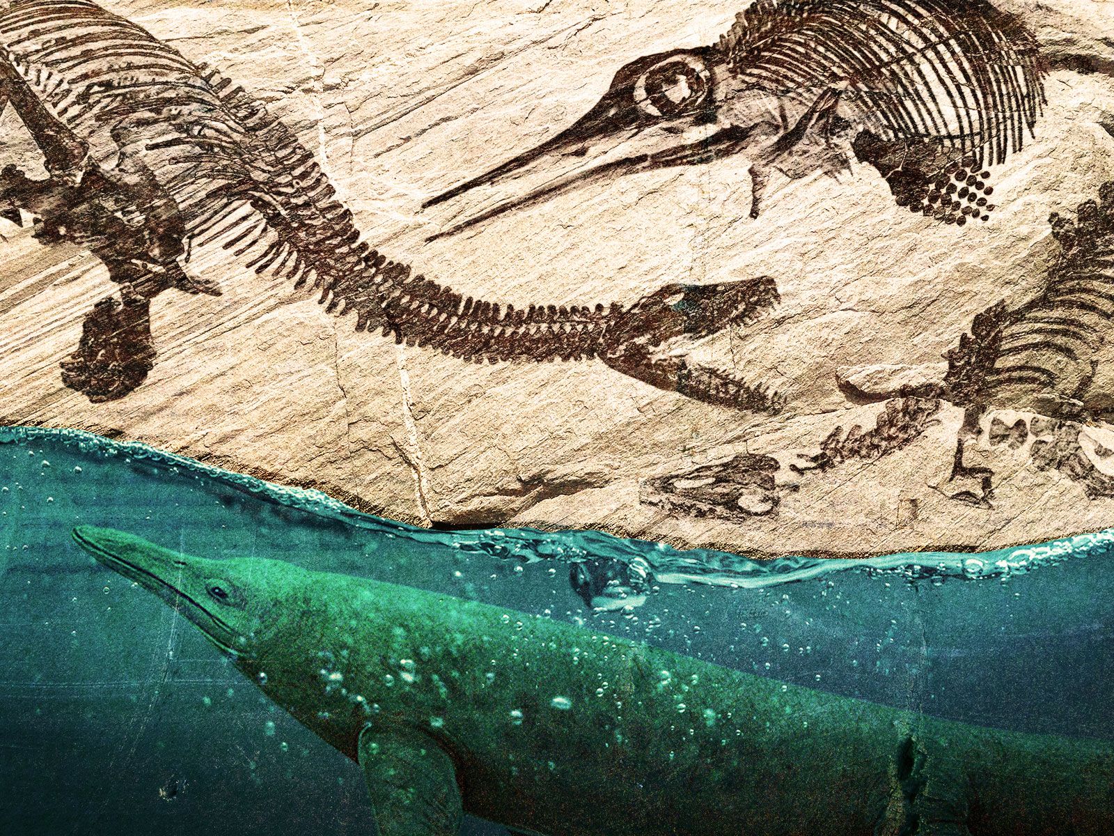 ichthyosaurs evolved from