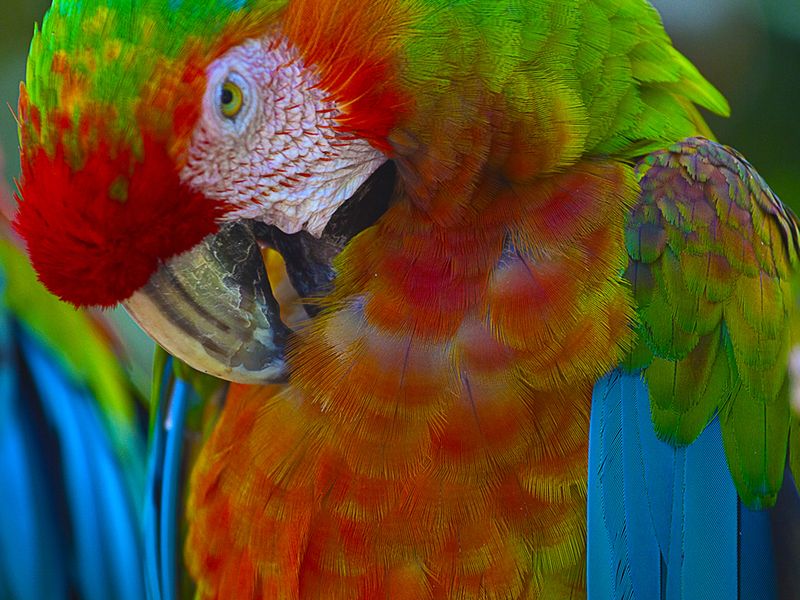 A Parrot grooming itself. | Smithsonian Photo Contest | Smithsonian ...