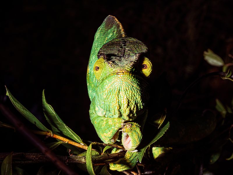Scaring Chameleon | Smithsonian Photo Contest | Smithsonian Magazine