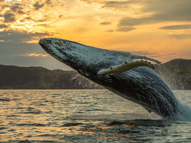 Breaching Humpback Whale at Sunset | Smithsonian Photo Contest ...