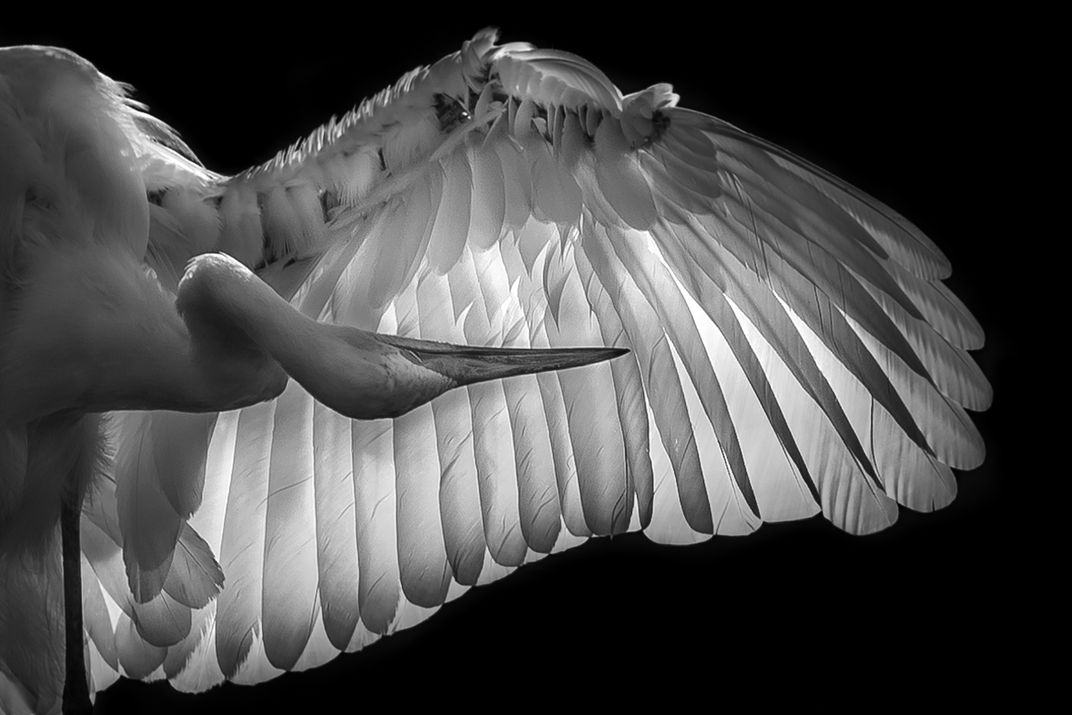 X Rayed | Smithsonian Photo Contest | Smithsonian Magazine