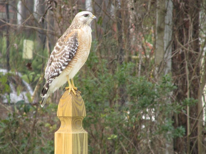hunting hawk | Smithsonian Photo Contest | Smithsonian Magazine