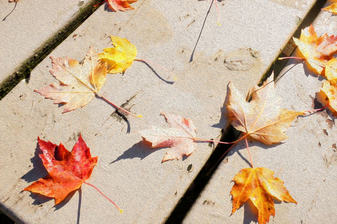 Leaf Table | Smithsonian Photo Contest | Smithsonian Magazine